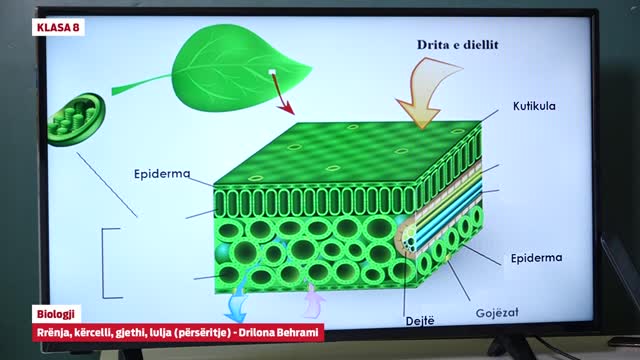 Klasa 8 - Biologji – Përsëritje_ Rrënja, kërcelli, gjethi, lulja ...